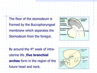 Growth & Development of Maxilla | PPT