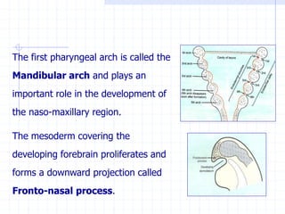 Growth & Development of Maxilla | PPT