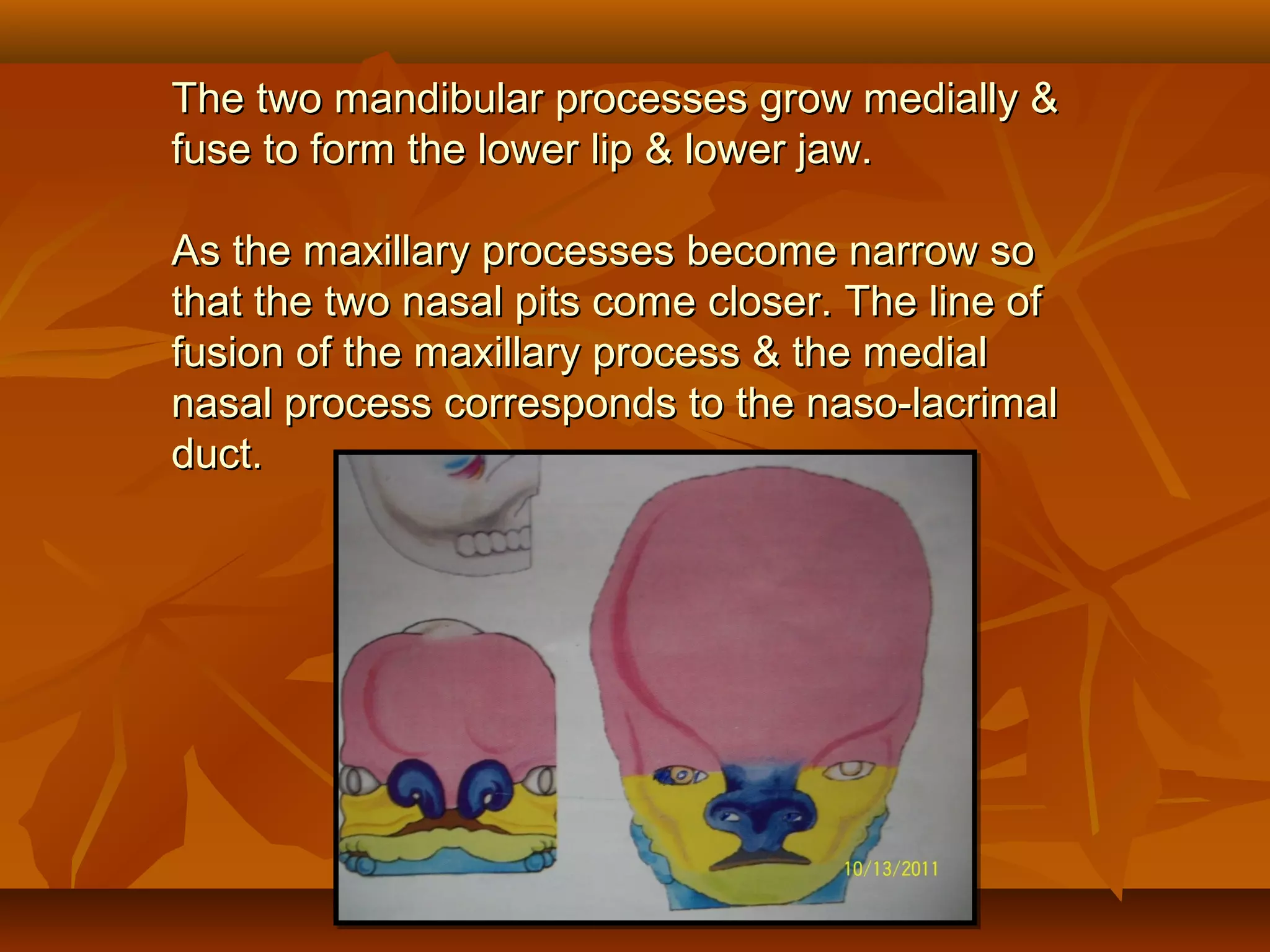 Growth & development of maxilla and mandible | PPT