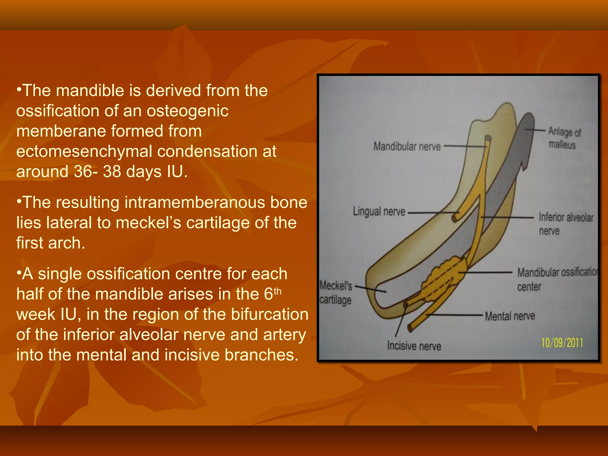 Growth & development of maxilla and mandible | PPT