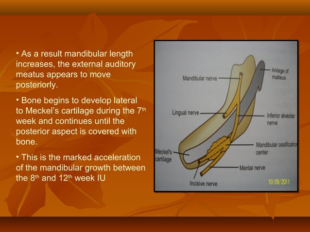 Growth & development of maxilla and mandible | PPT
