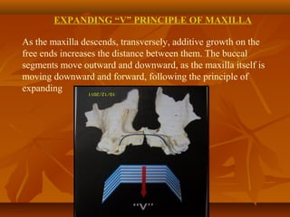 Growth & development of maxilla and mandible | PPT