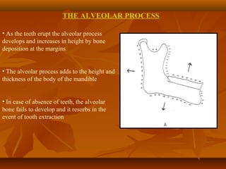 Growth & development of maxilla and mandible | PPT