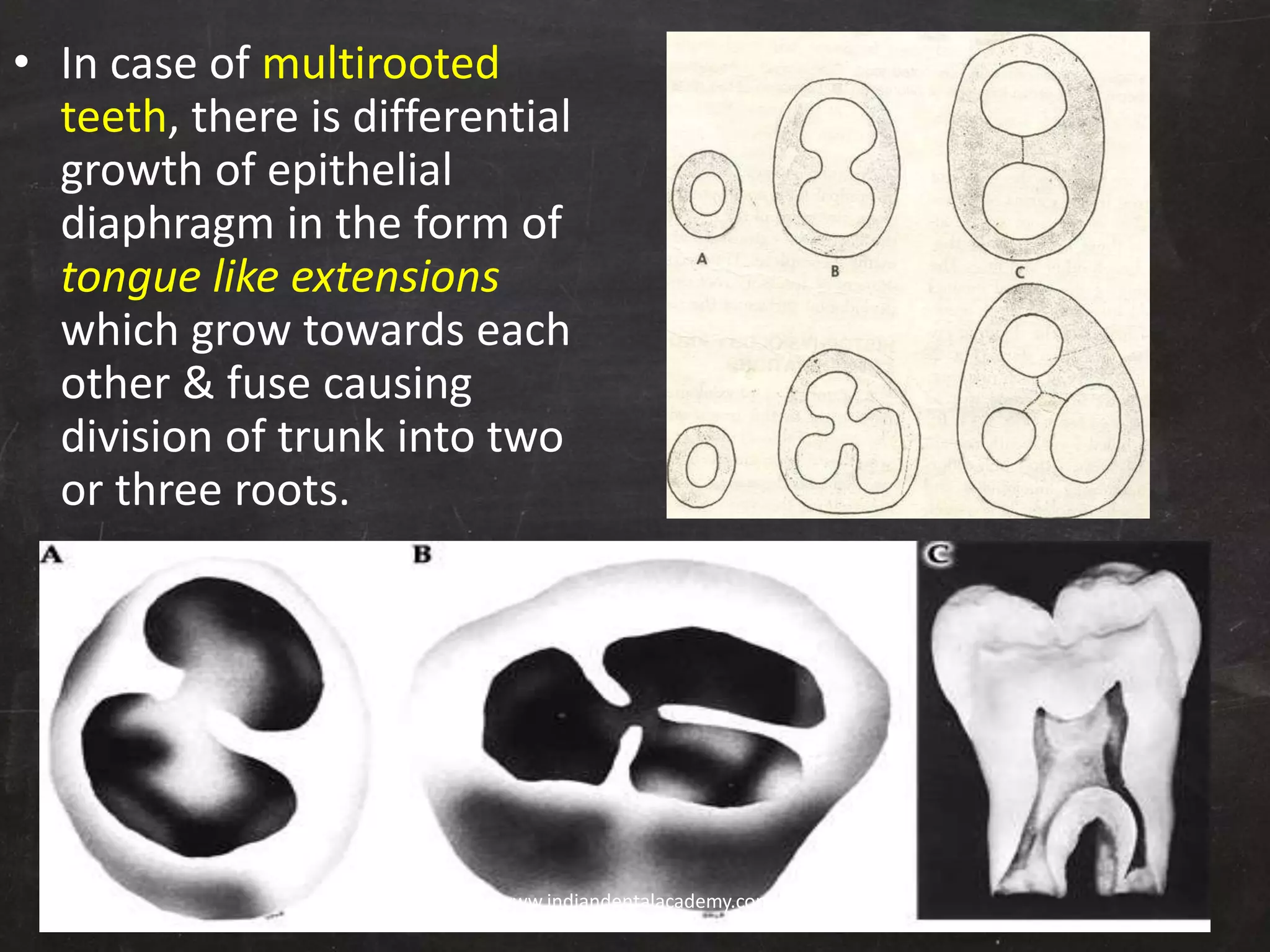 Growth&development of tooth / orthodontics courses | PPTX