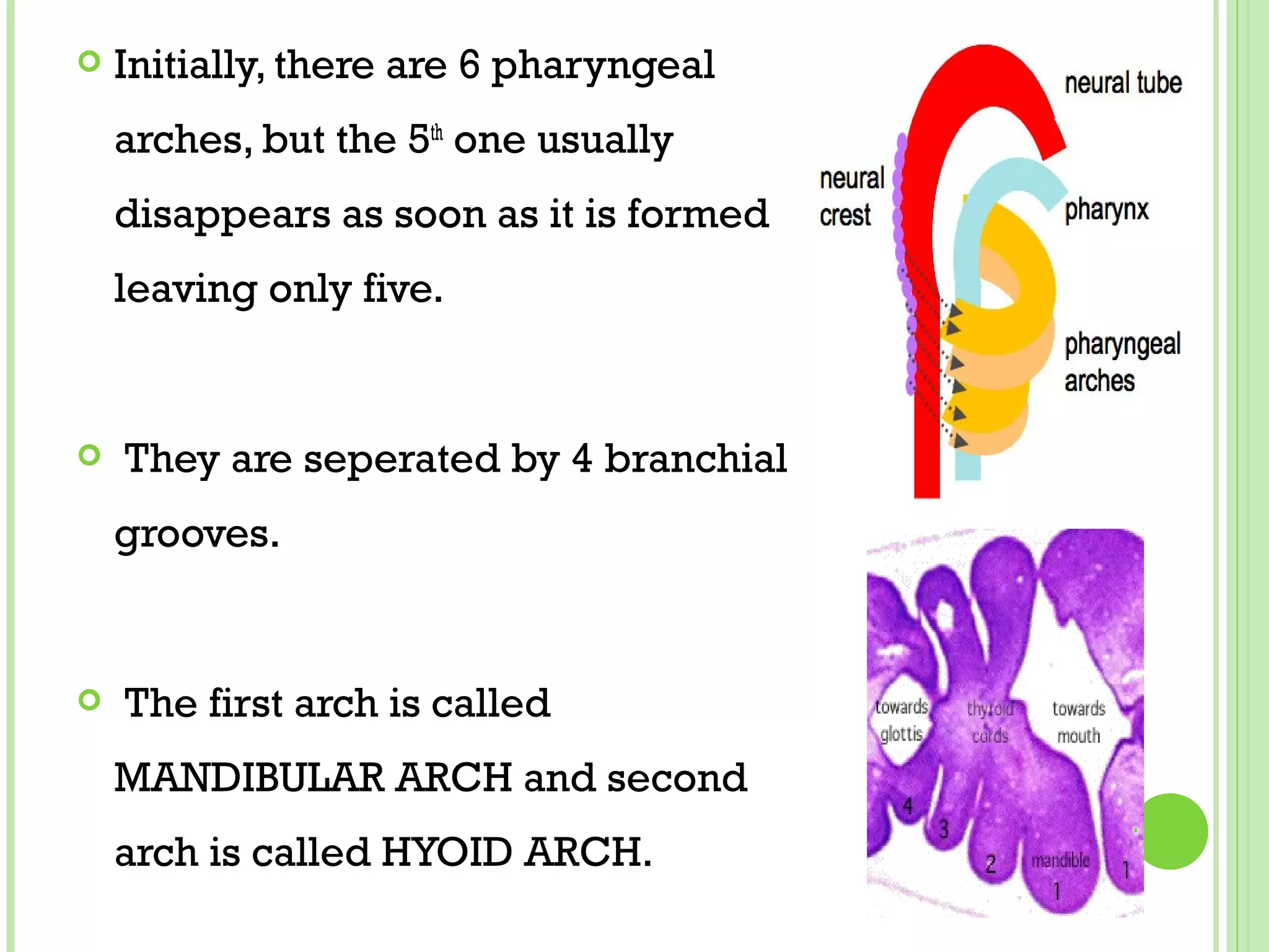 Growth & development of maxilla and mandible | PPT