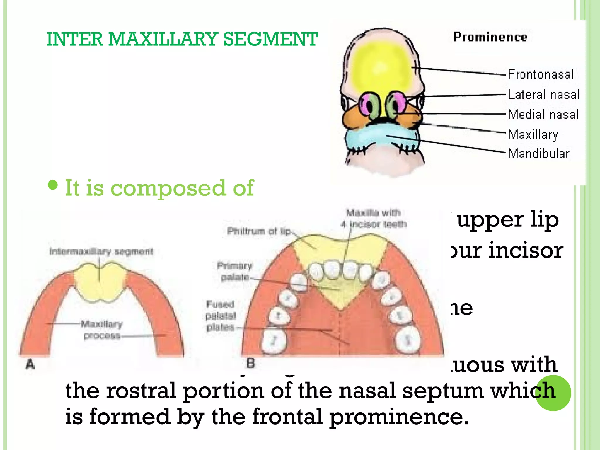 Growth & development of maxilla and mandible | PPT