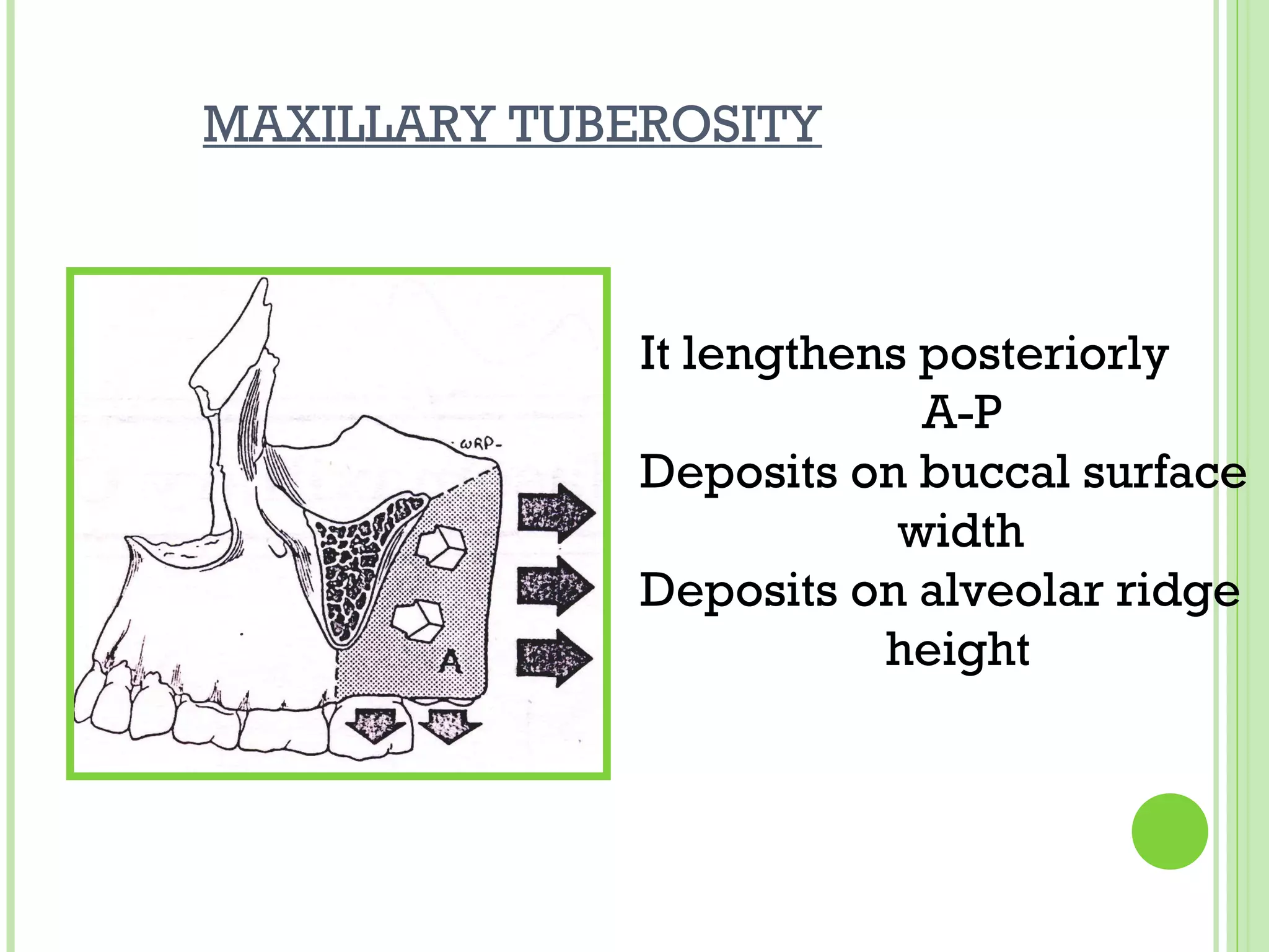 Growth & development of maxilla and mandible | PPT