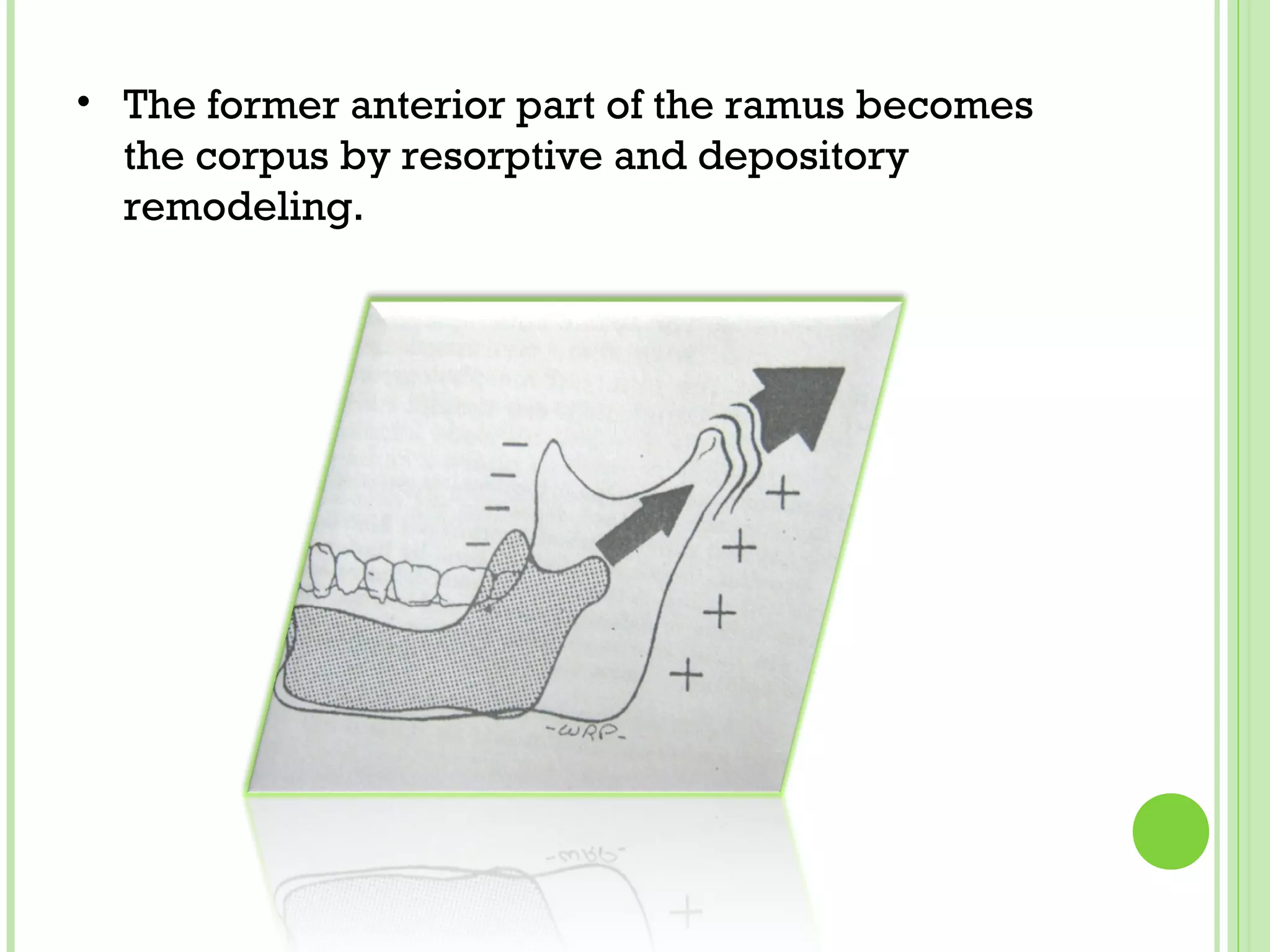 Growth & development of maxilla and mandible | PPT