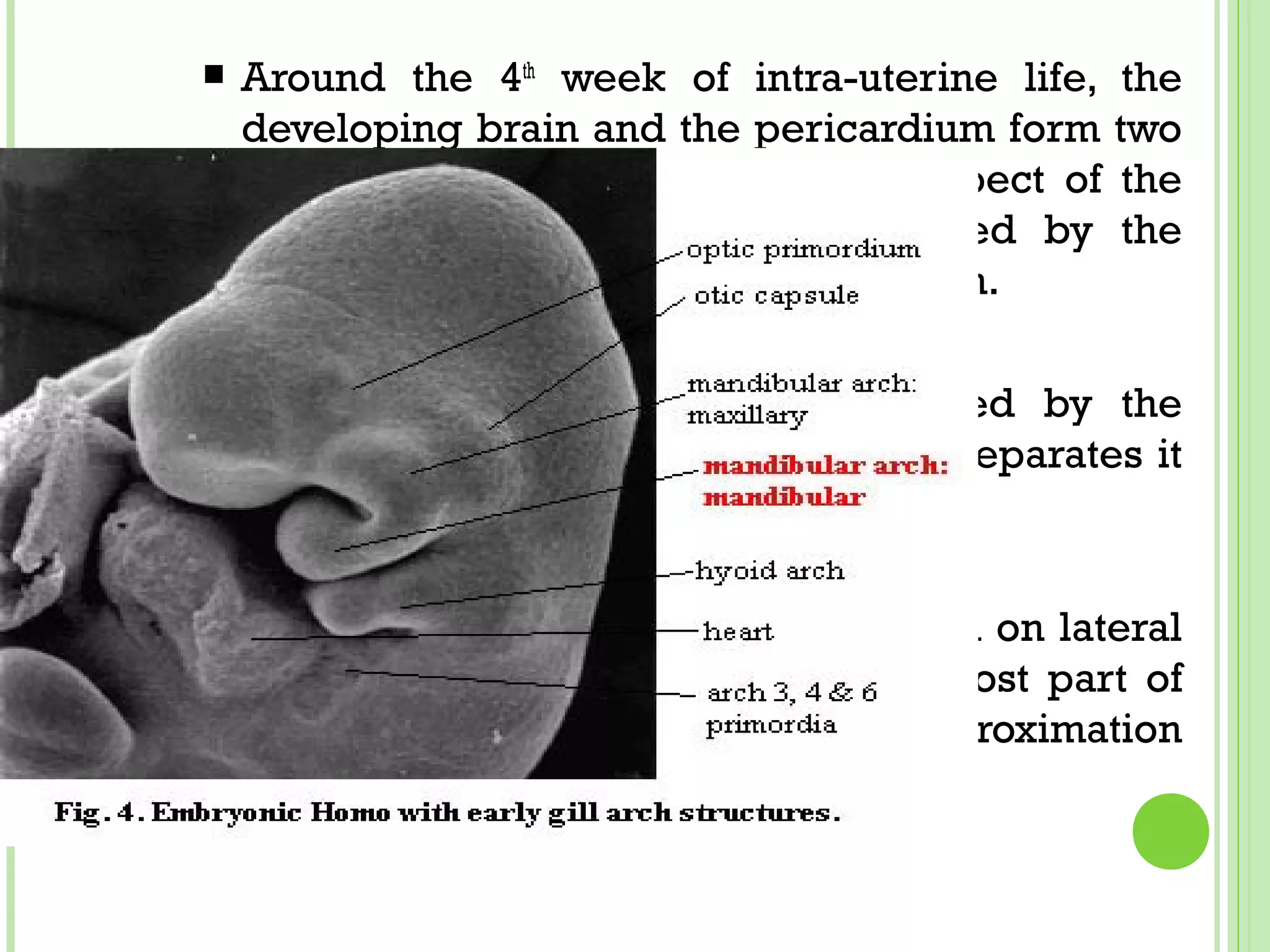 Growth & development of maxilla and mandible | PPT