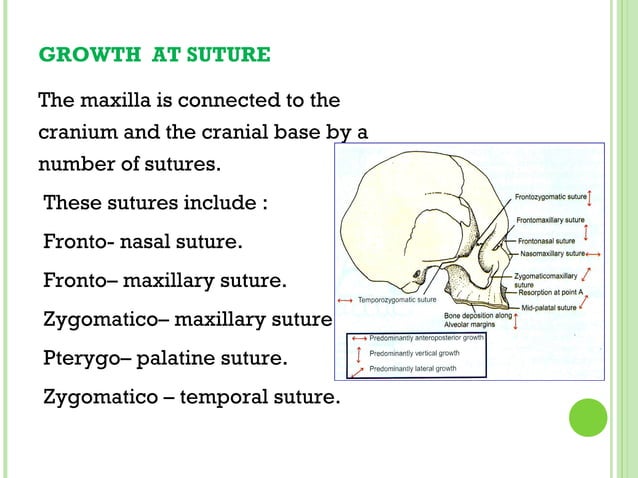 Growth & development of maxilla and mandible | PPT | Ear, Nose and ...