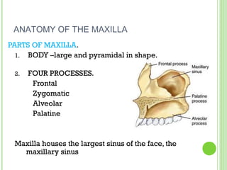 Growth & development of maxilla and mandible | PPT