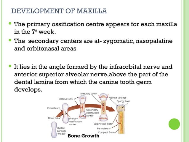 Growth & development of maxilla and mandible | PPT | Ear, Nose and ...