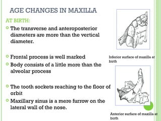 Growth & development of maxilla and mandible | PPT
