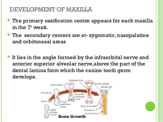 Growth & development of maxilla and mandible