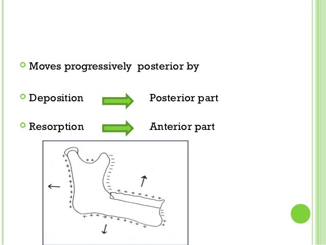 Growth & development of maxilla and mandible