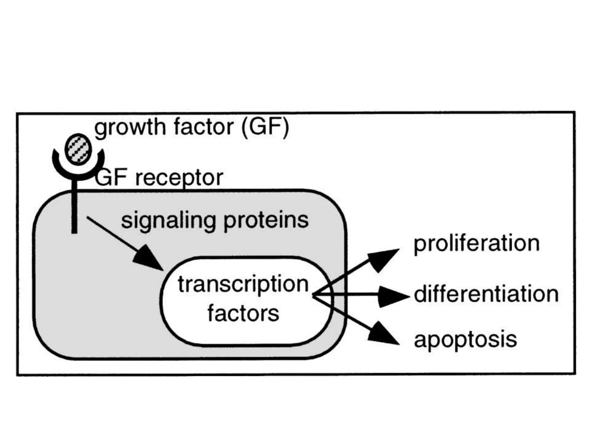 Growth factors | PPTX