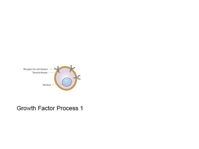 Growth factors | PPTX
