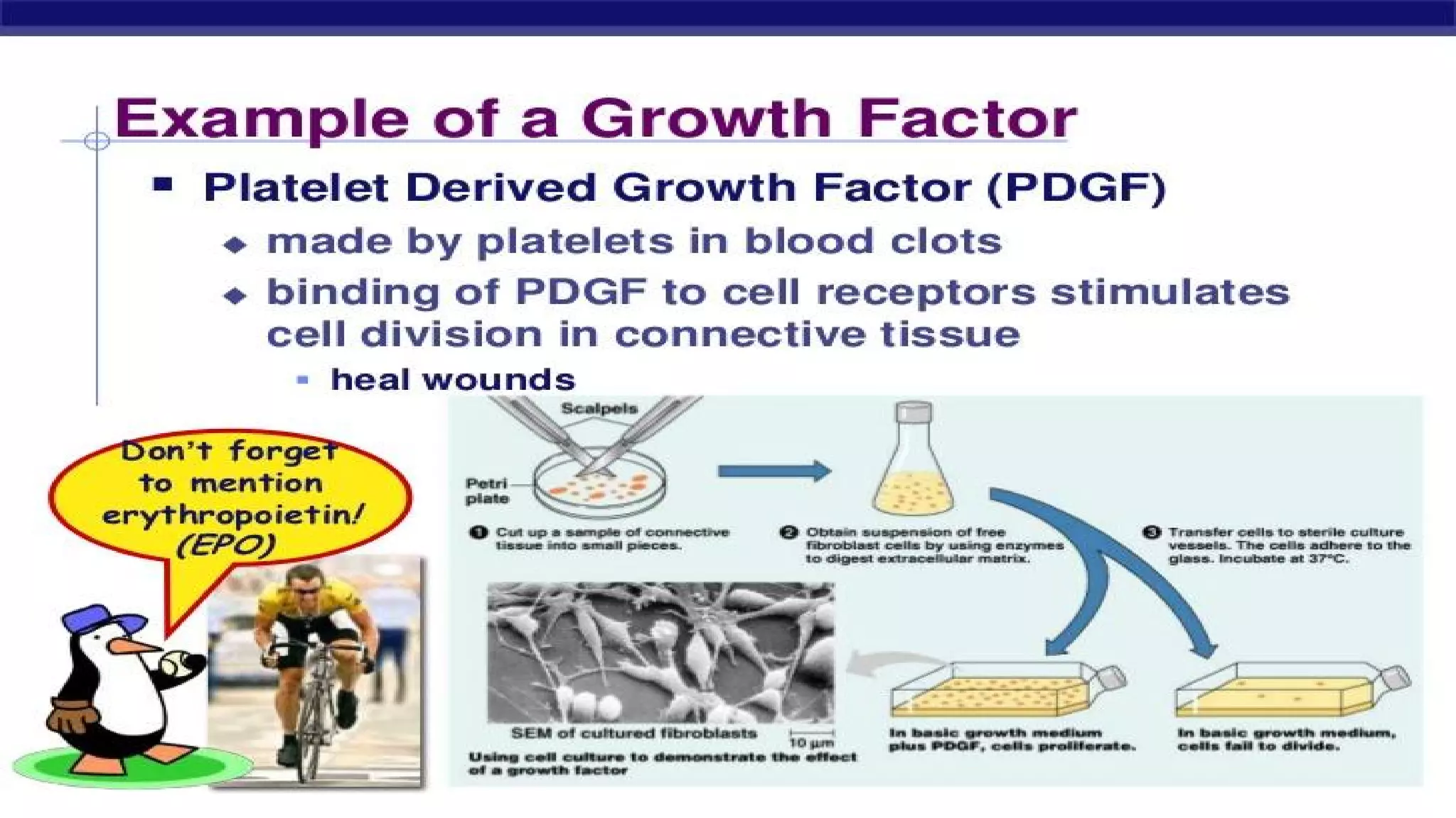 Growth Factors | PDF