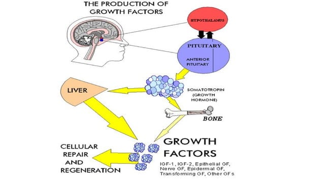 Growth Factors | PPT