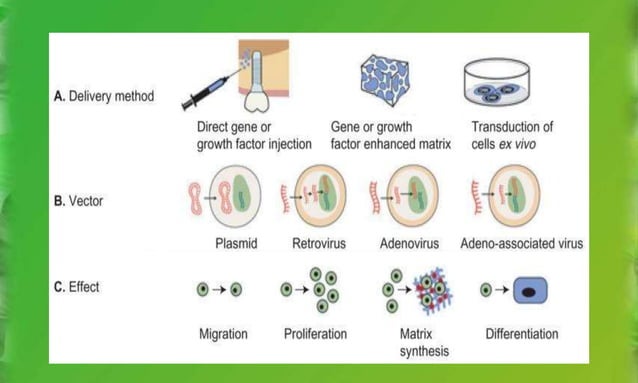 Growth factors | PPT