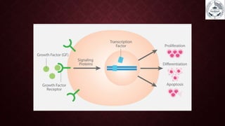 Growth factors | PDF