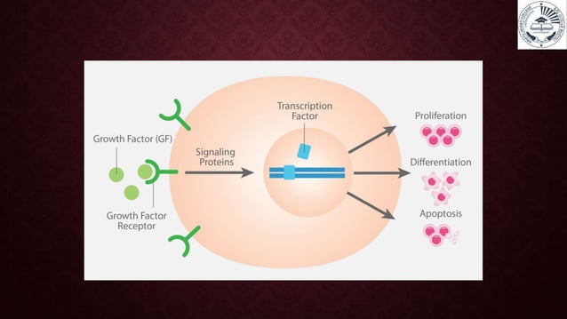 Growth factors | PDF | Biological Sciences | Science