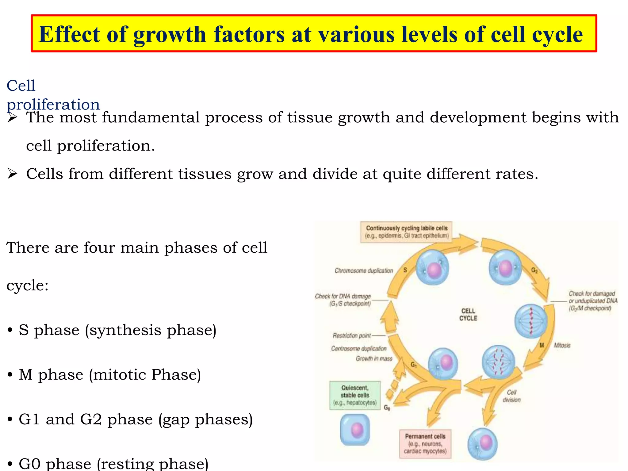 Growth factors and their receptors | PPTX