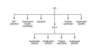 Growth Hormone | PPT