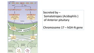 Growth Hormone | PPT