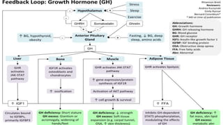 Growth Hormone | PPTX