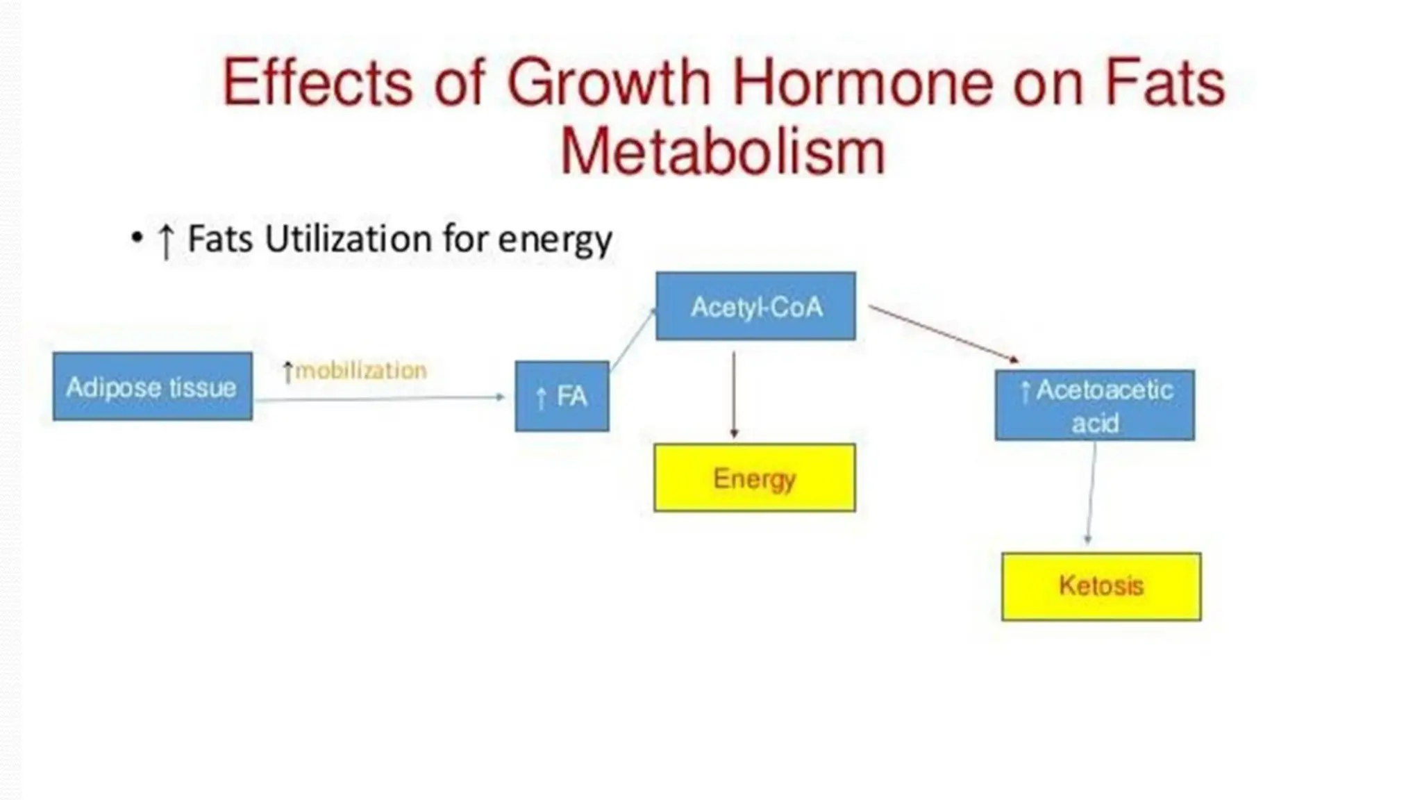 Growth Hormone physiology by Dr nooria ppt | PPTX