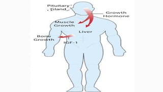 Growth Hormone physiology by Dr nooria ppt | PPT