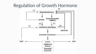 Growth Hormone physiology by Dr nooria ppt | PPT