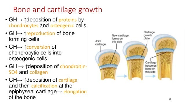 Growth hormone