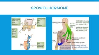 Growth hormones | PPTX
