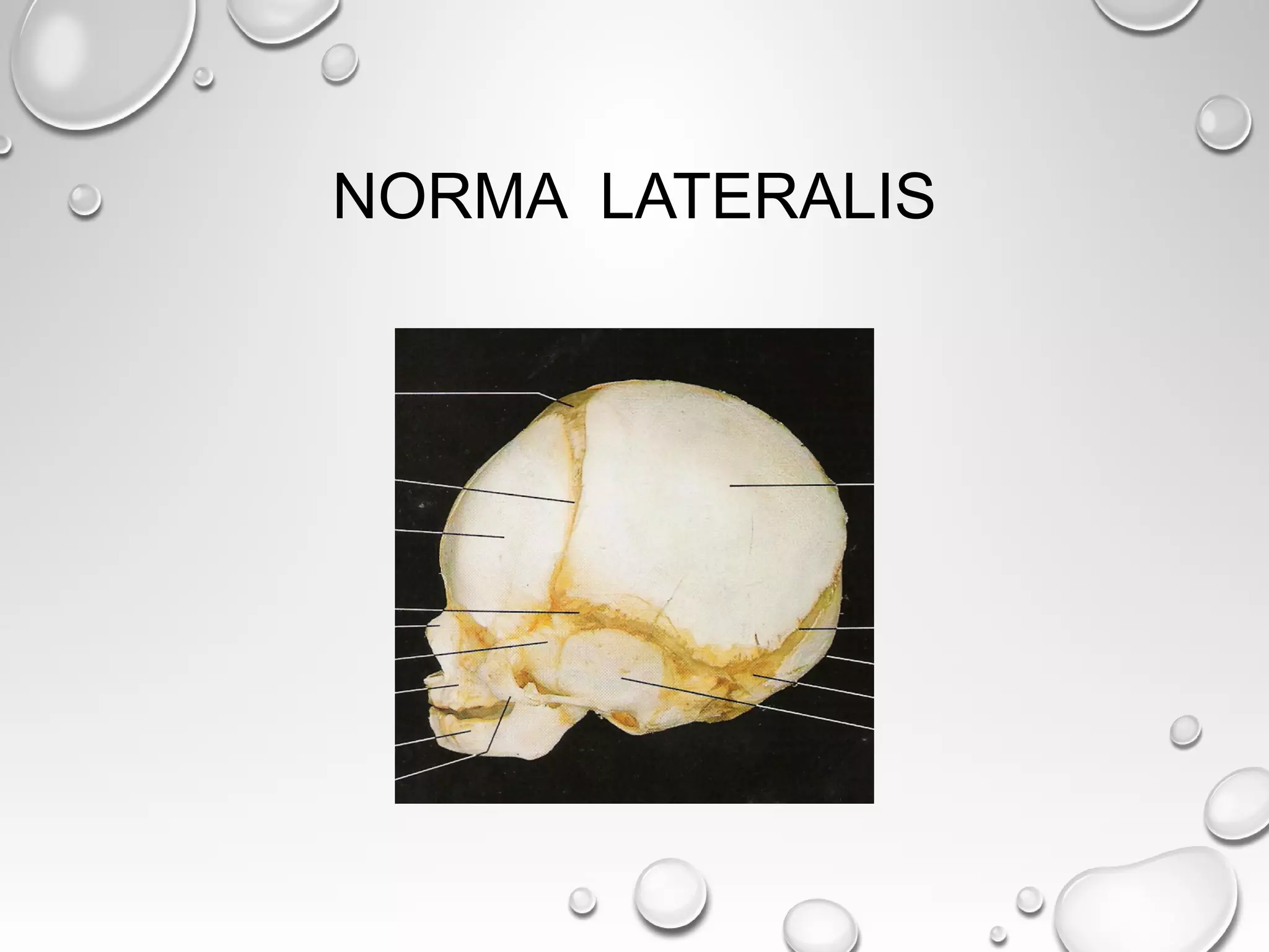 Growth and development of cranium | PPT