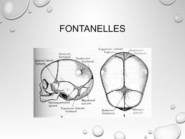 Growth and development of cranium | PPT