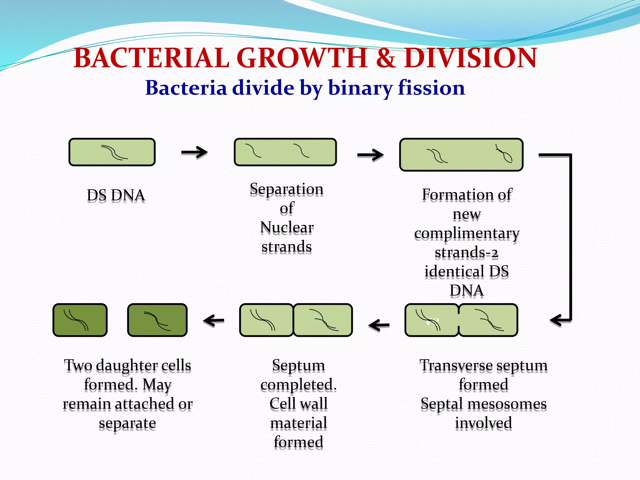 Physiology of Bacteria.pptx
