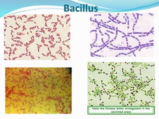Physiology of Bacteria.pptx