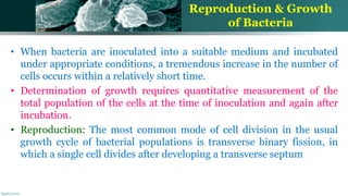 Growth of bacteria | PDF