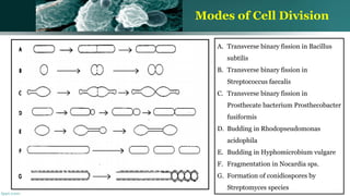 Growth of bacteria | PDF