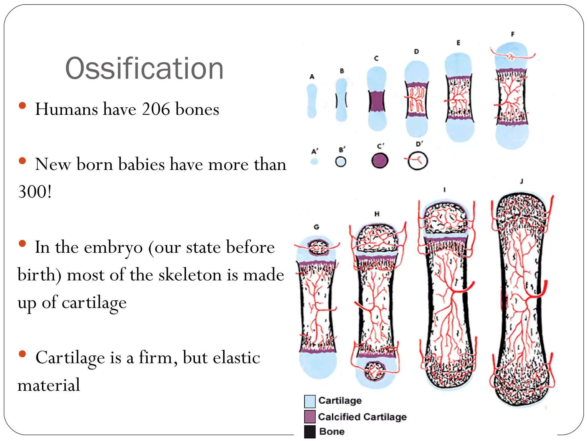 Growth of bone | PPT | Bone and Joint Conditions | Diseases and Conditions