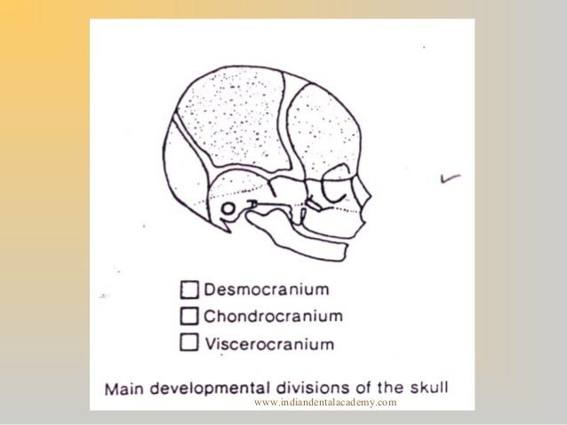Growth of cranial vault and base