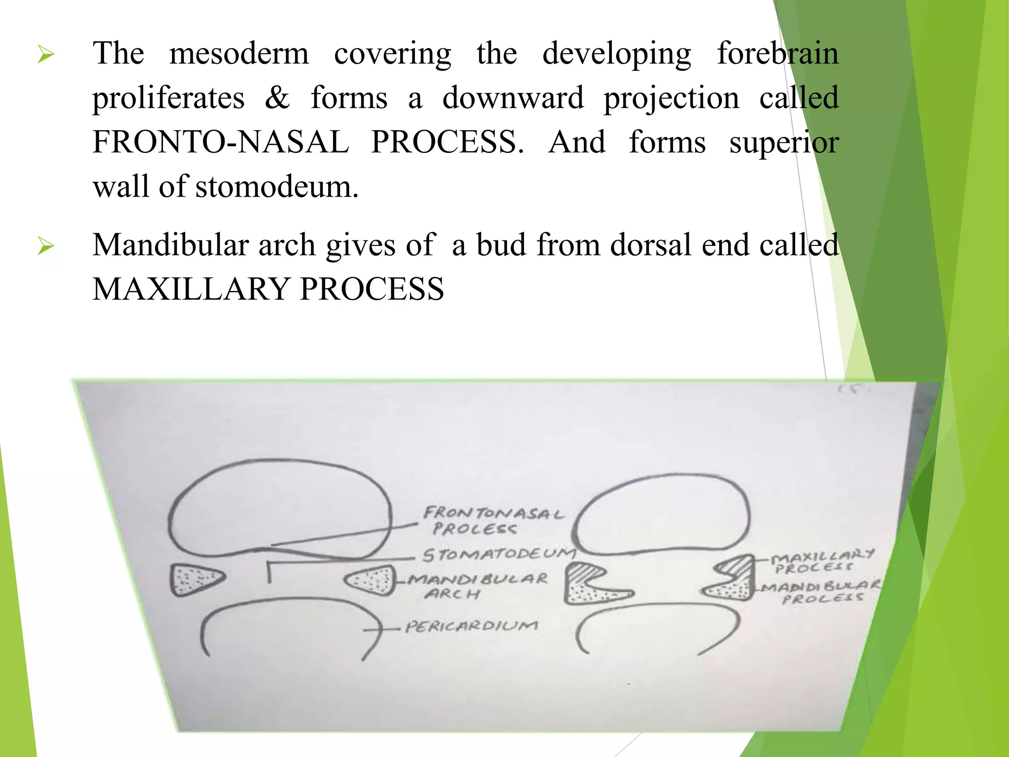 Growth and development of mandible | PPTX