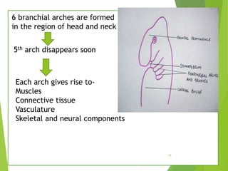 Growth and development of mandible | PPTX