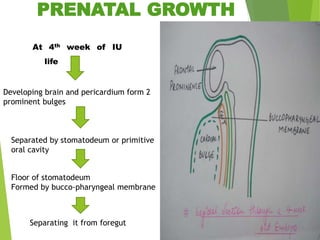 Growth and development of mandible | PPT