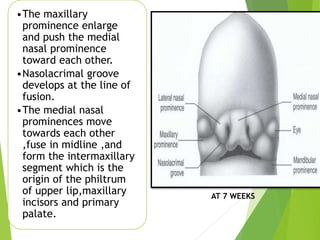 Growth and development of mandible | PPT