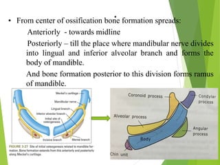 Growth and development of mandible | PPT