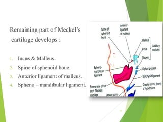 Growth and development of mandible | PPT