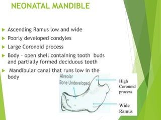 Growth and development of mandible | PPT